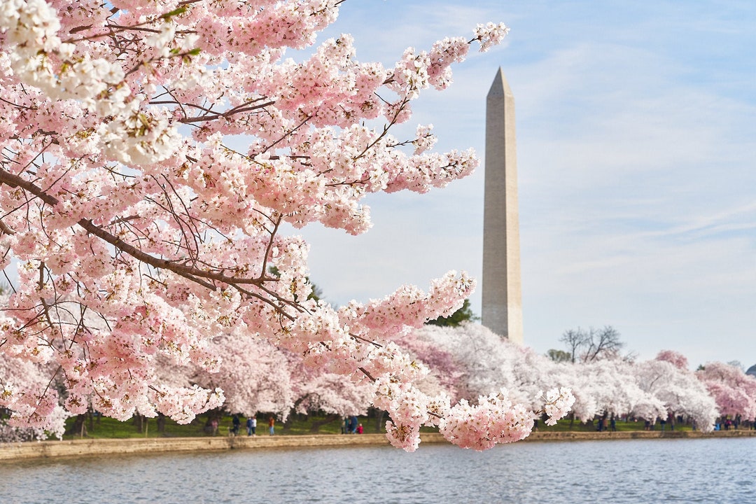 Cherry Blossom Washington Monument Digital Print • Washington DC Art ...