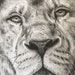 ORIGINAL Lion Pencil Drawing by Jason Bodell A2 Lion Portrait, Fine Art ...