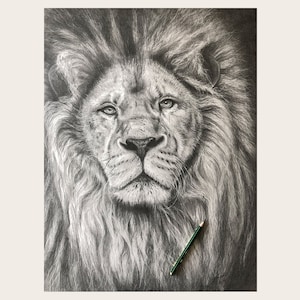 ORIGINAL Lion Pencil Drawing by Jason Bodell A2 Lion Portrait, Fine Art ...