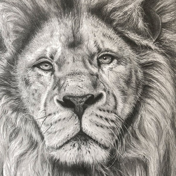 Lion Pencil Drawing - Etsy