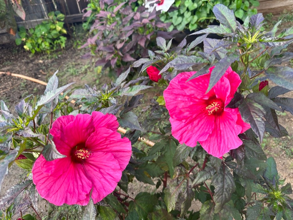 Mrs. Mars Hardy Dinner Plate Hibiscus - Etsy