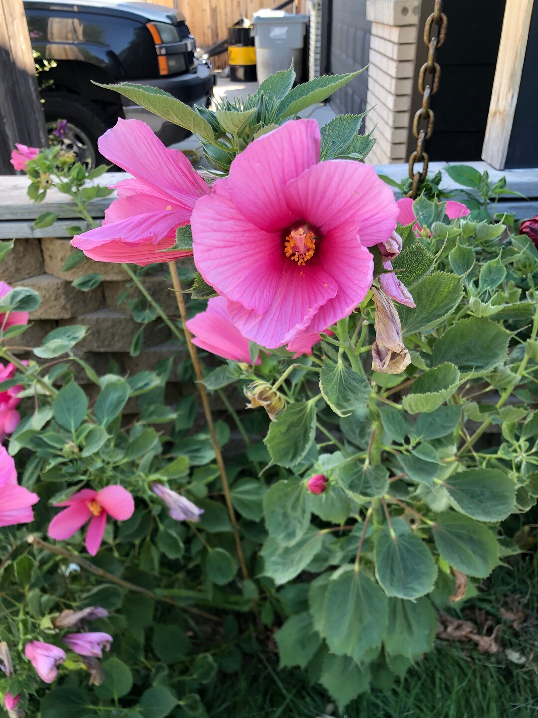 Hot Pink Dinner Plate Hibiscus Fresh Seeds - Etsy