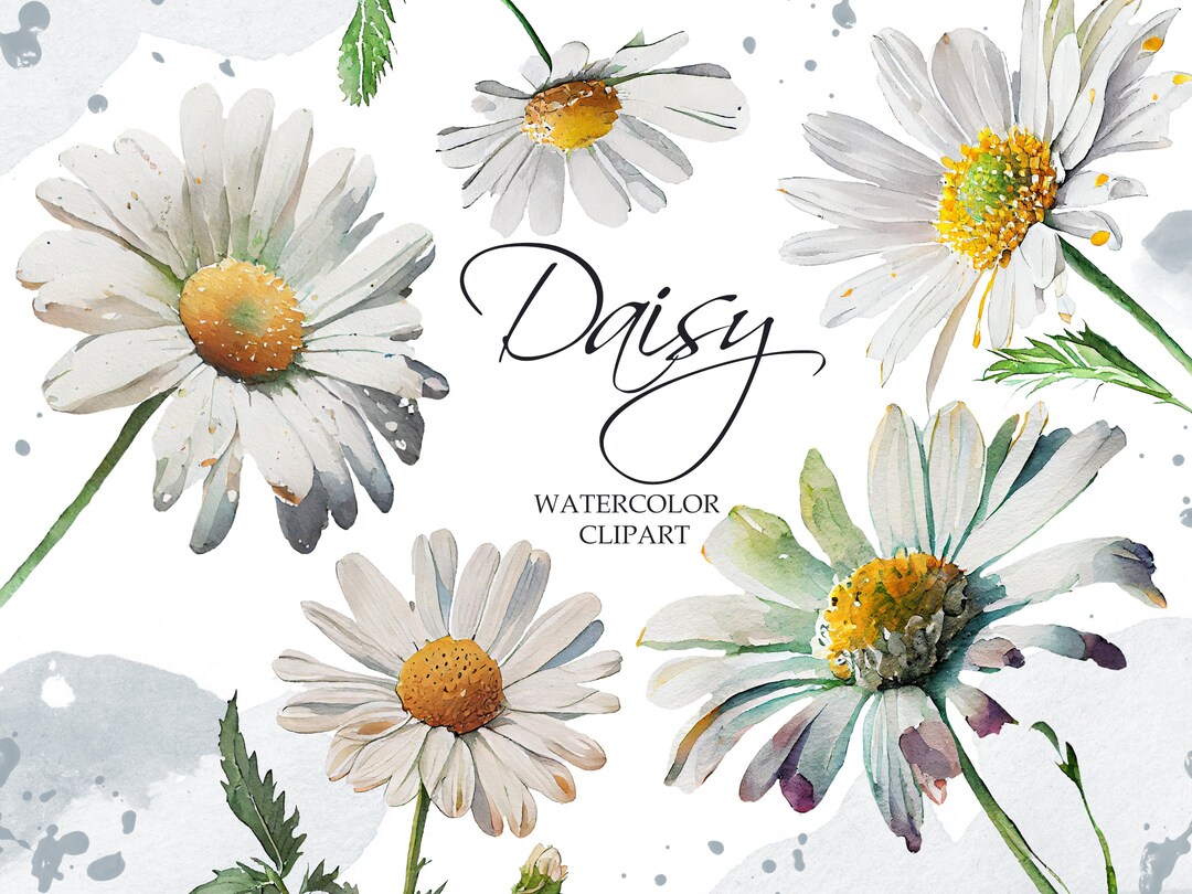 Watercolor Daisies Flowers Clipart White Floral Chamomile Wedding Clip ...