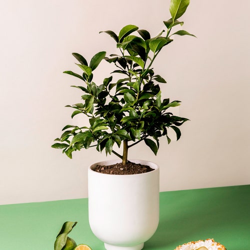 RARE Dwarf Key Lime-grow Indoors in a Pot or Out-very Juicy - Etsy