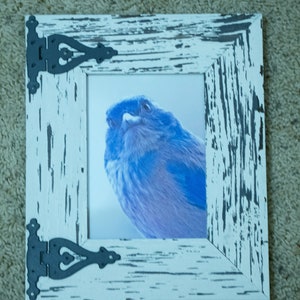 No. 67.. funny Jay PRINT Bird Photographyfine - Etsy