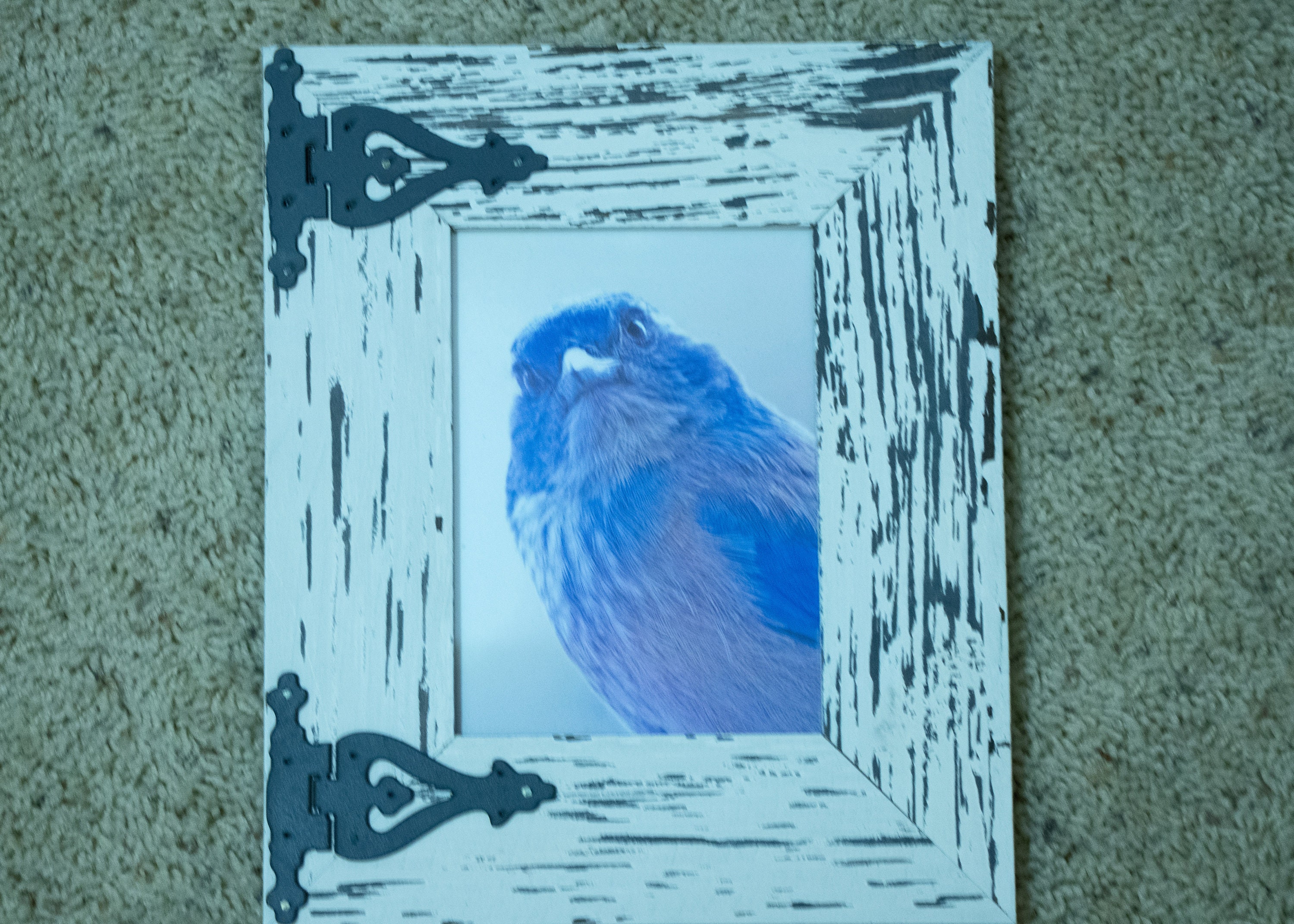 No. 67.. funny Jay PRINT Bird Photographyfine - Etsy