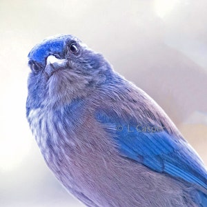 No. 67.. funny Jay PRINT Bird Photographyfine - Etsy