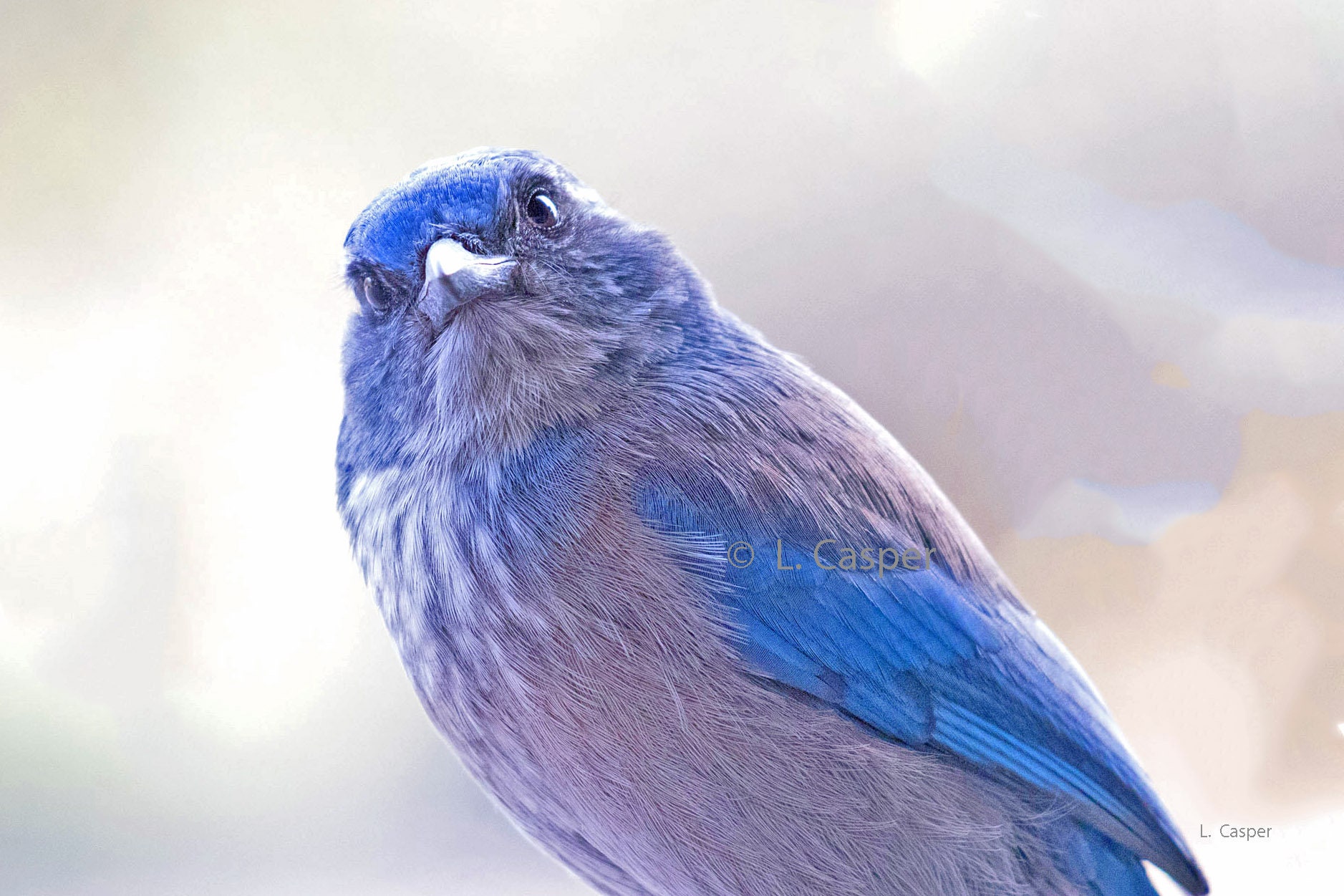 No. 67.. funny Jay PRINT Bird Photographyfine - Etsy