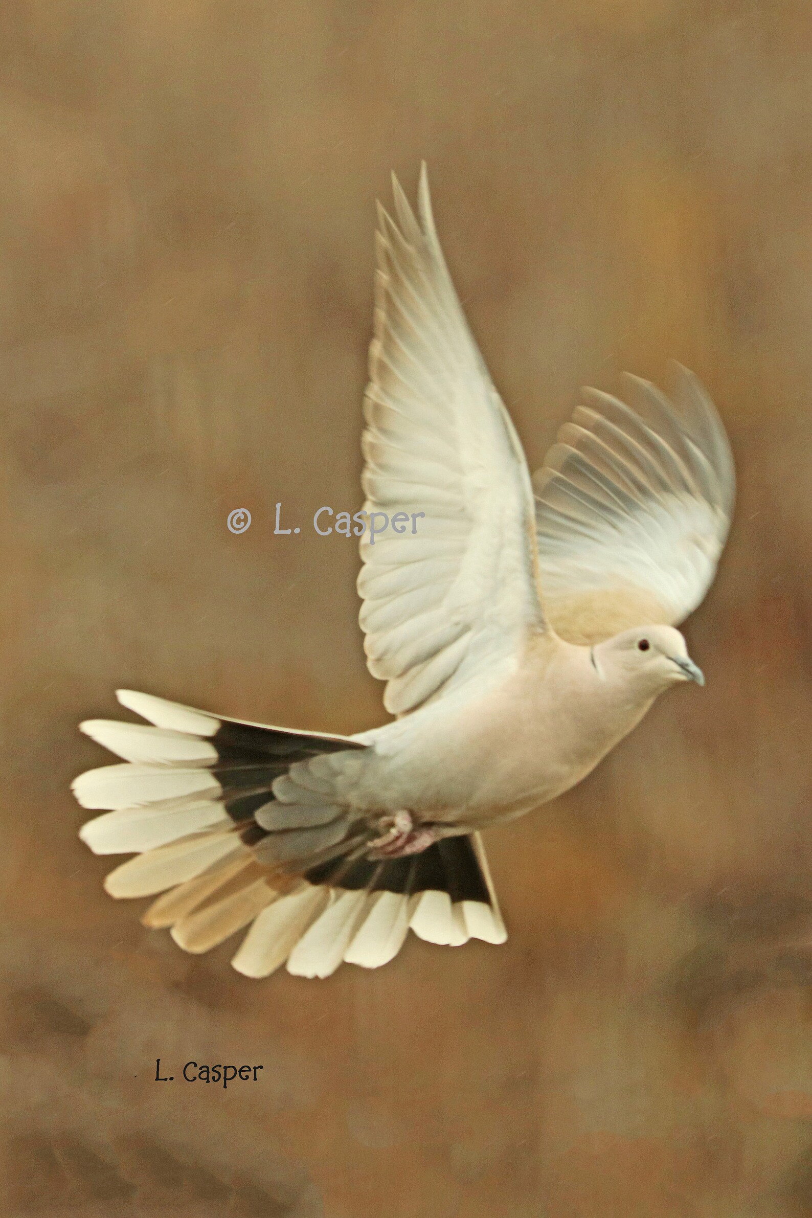 No. 67.. funny Jay PRINT Bird Photographyfine | Etsy