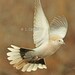 No. 67.. funny Jay PRINT Bird Photographyfine - Etsy