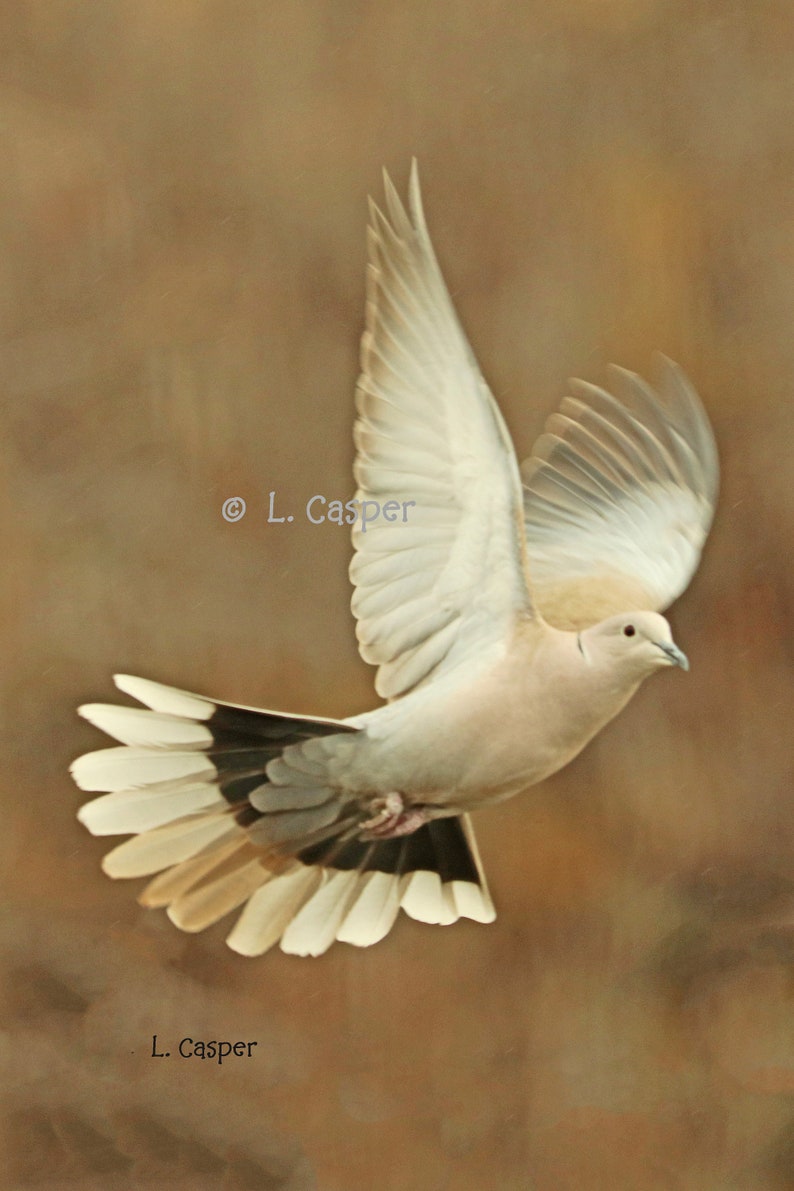 No. 67.. funny Jay PRINT Bird Photographyfine - Etsy