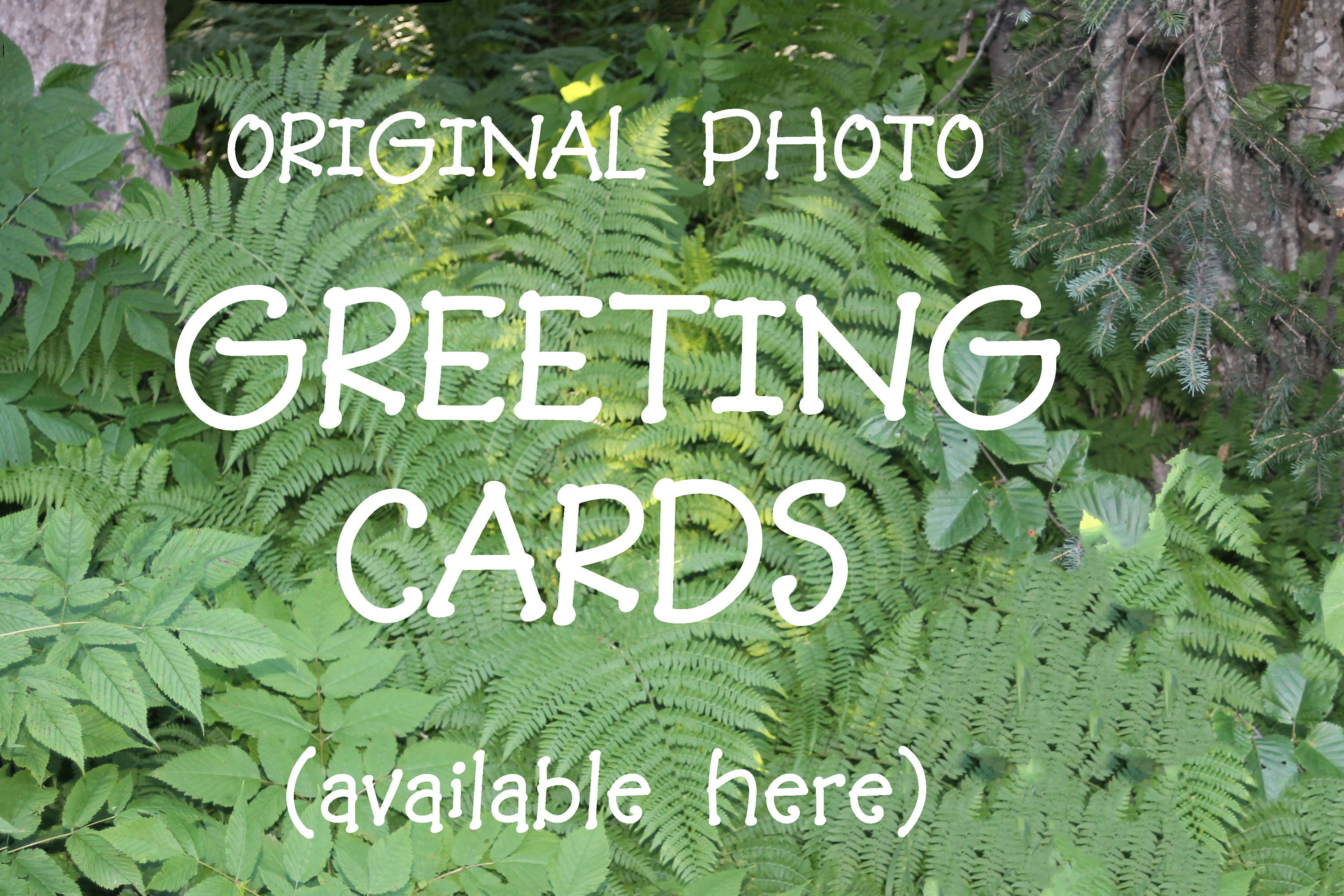 No. 67.. funny Jay PRINT Bird Photographyfine - Etsy