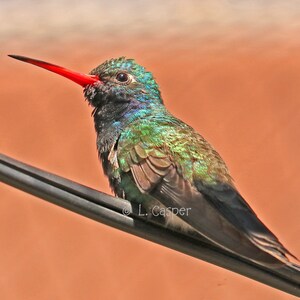 No. 67.. funny Jay PRINT Bird Photographyfine - Etsy