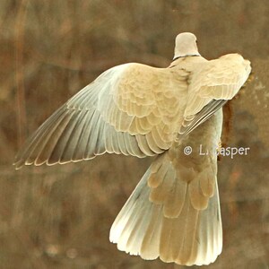 No. 67.. funny Jay PRINT Bird Photographyfine - Etsy