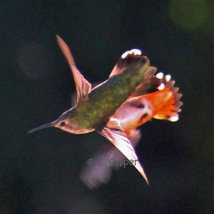No. 67.. funny Jay PRINT Bird Photographyfine - Etsy