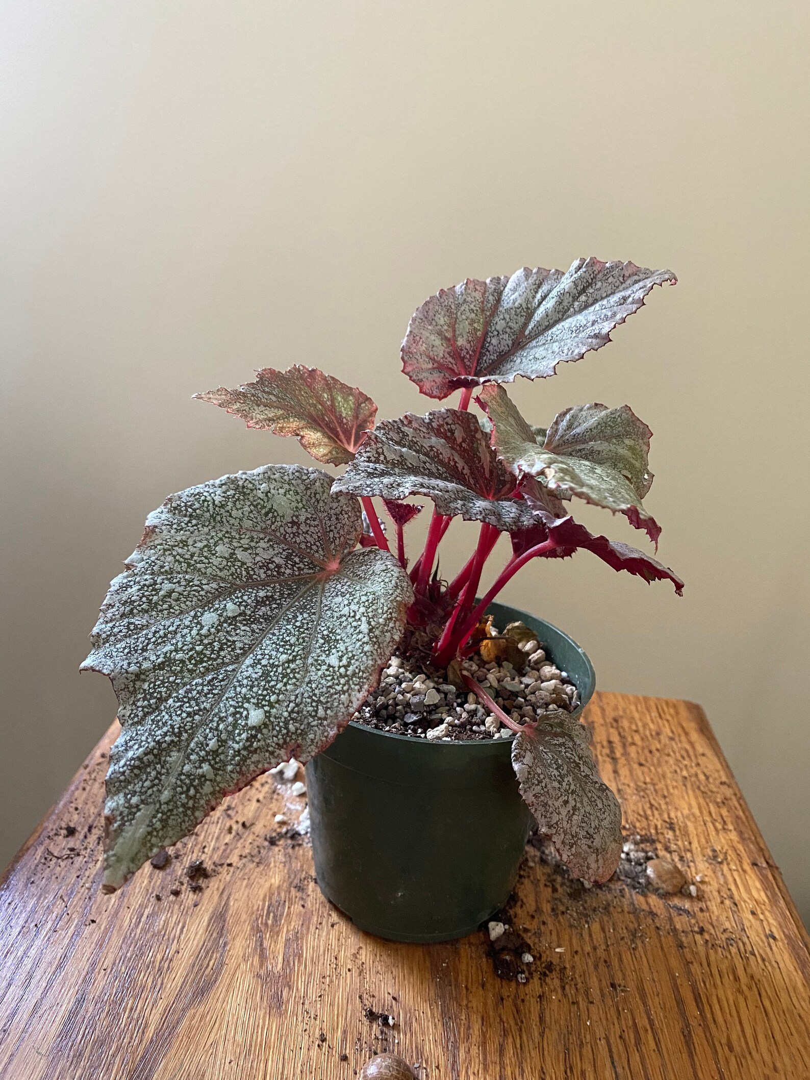Begonia Rex 4 Pot | Etsy