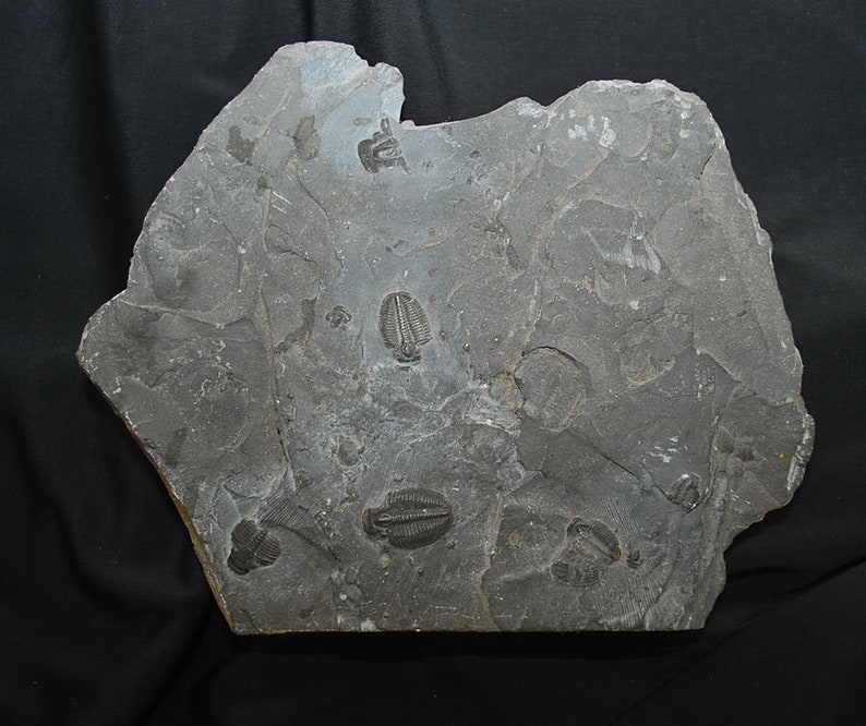 Trilobite Plate Fossil Plate - Etsy