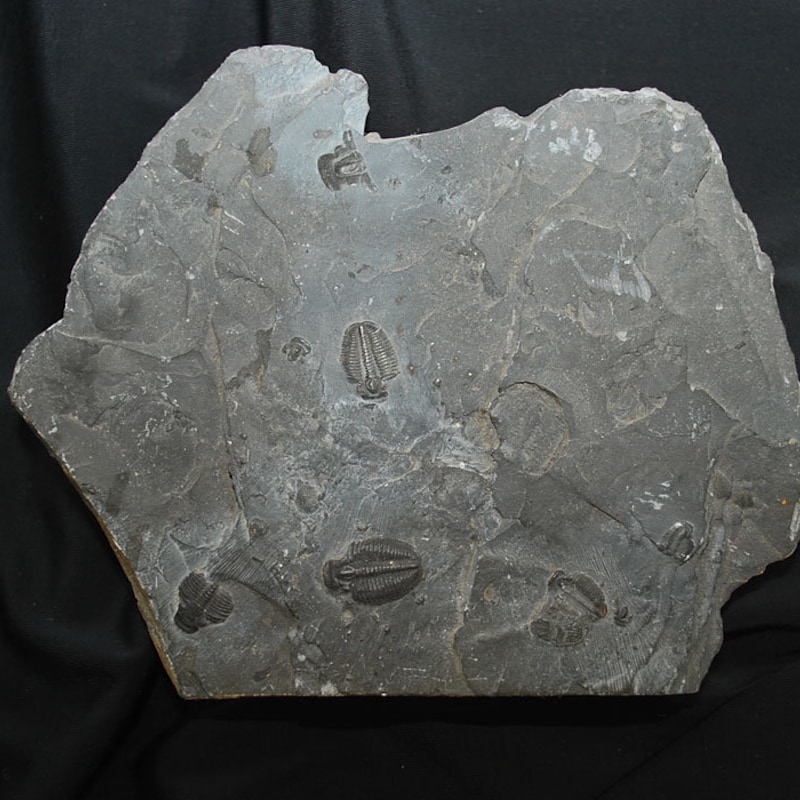 Fossils Rocks - Etsy