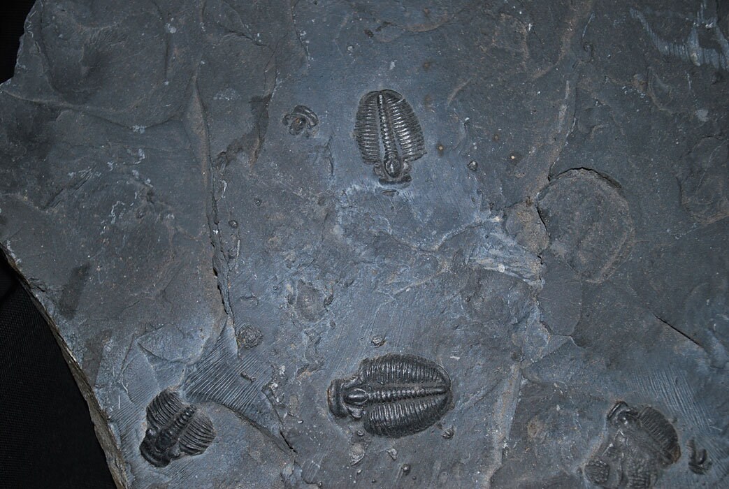 Trilobite Plate Fossil Plate - Etsy