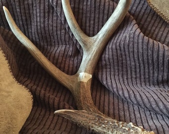 Real deer antlers | Etsy