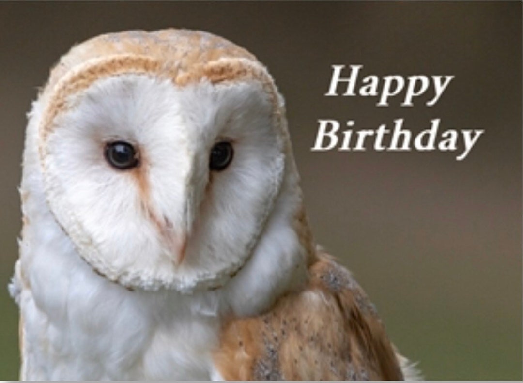 Barn Owl Birthday Card - Etsy