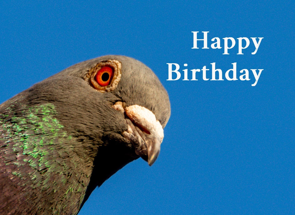 Pigeon Birthday Card - Etsy
