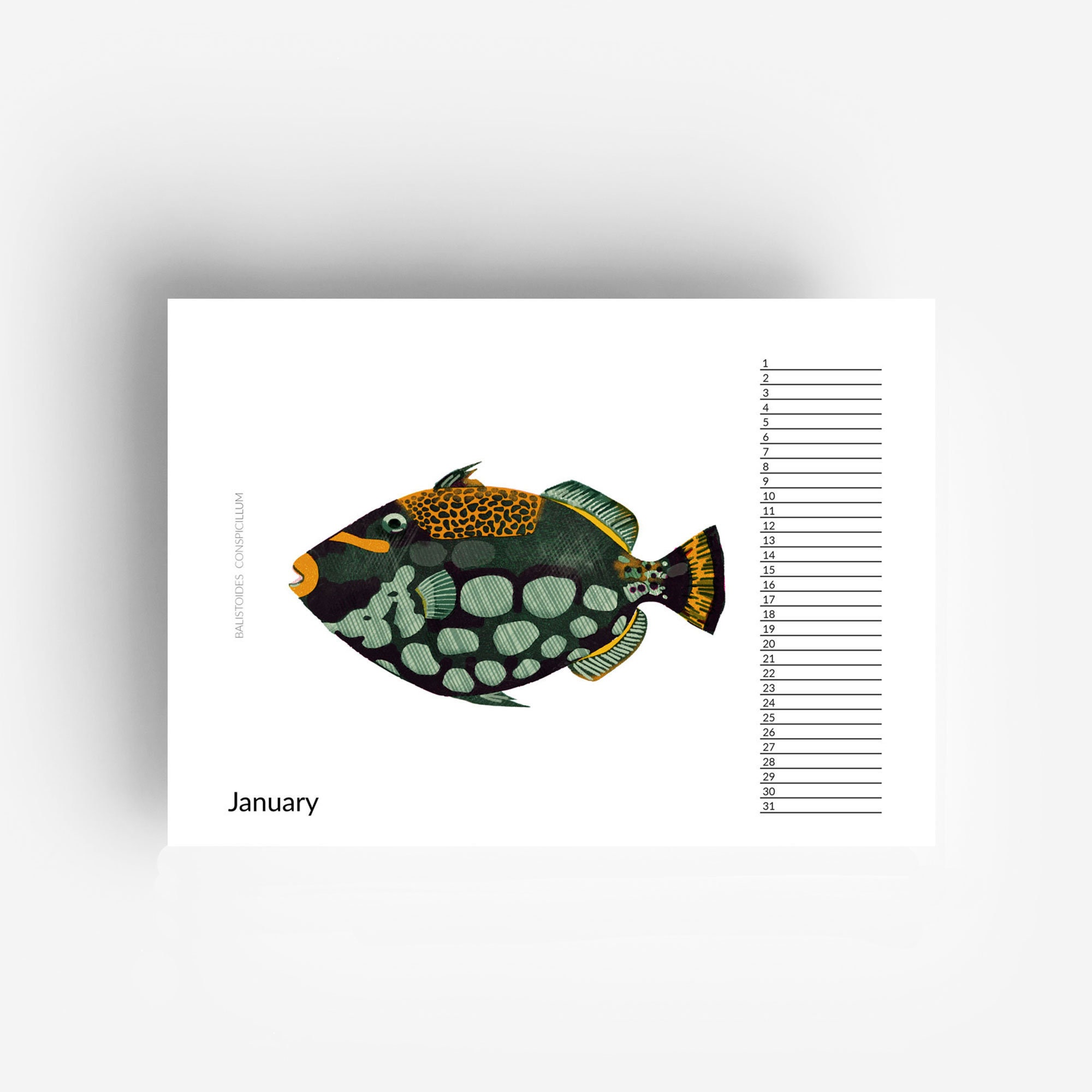 Perpetual Birthday Fish Calendar - Etsy