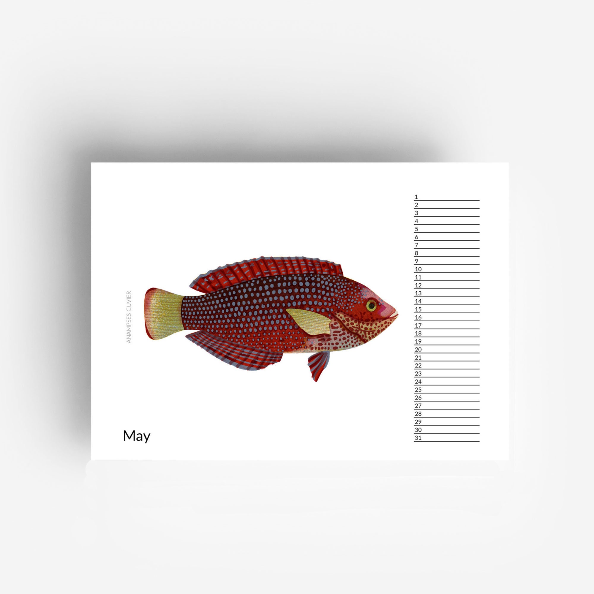 Perpetual Birthday Fish Calendar - Etsy