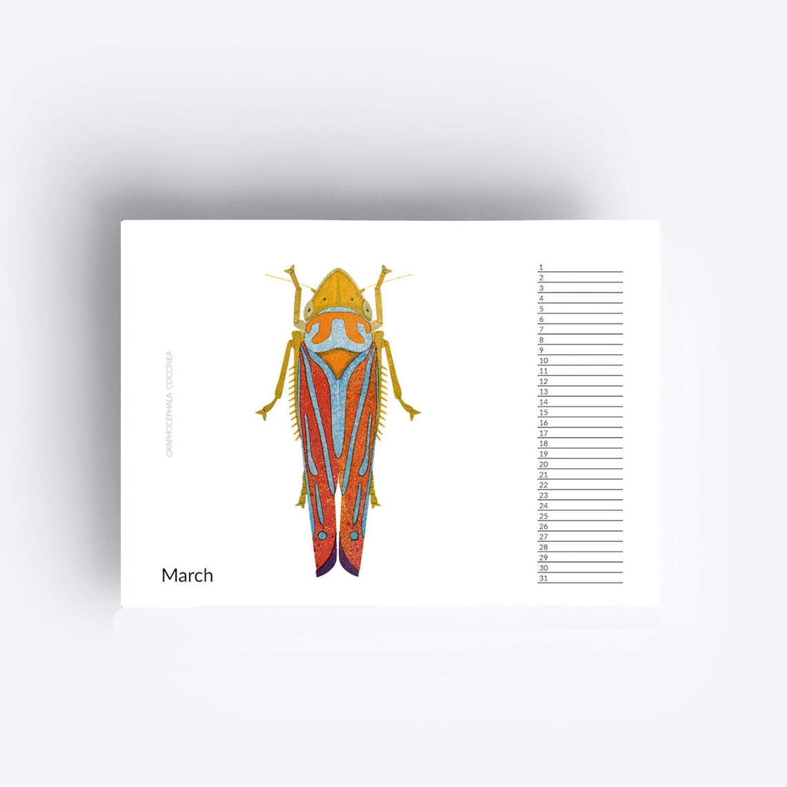 Perpetual Birthday Bug Calendar - Etsy