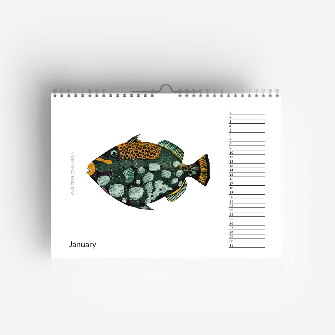 Perpetual Birthday Fish Calendar - Etsy