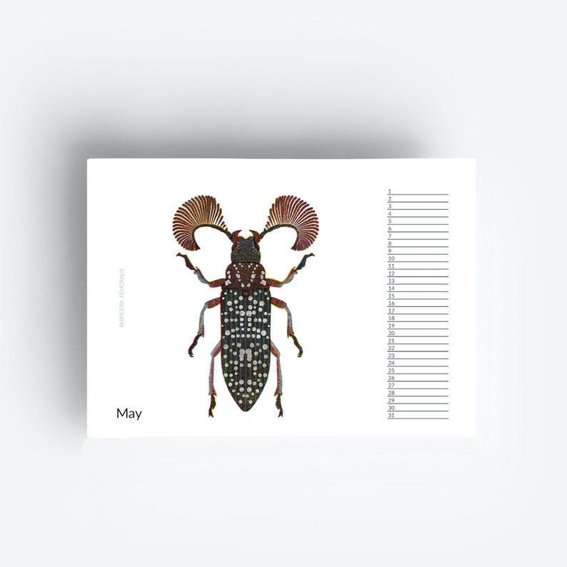 Perpetual Birthday Bug Calendar - Etsy