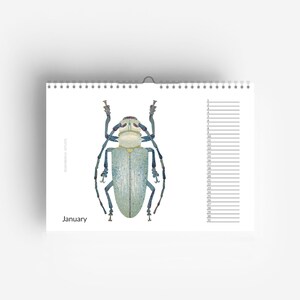 Perpetual Birthday Bug Calendar - Etsy