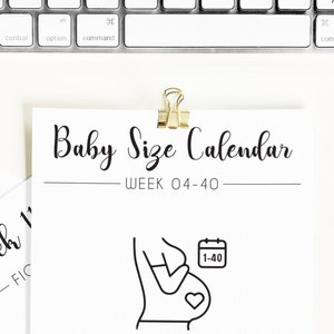 Baby Size Calendar, Week 4-40 Weekly Pregnancy Signs Pregnancy Diary ...