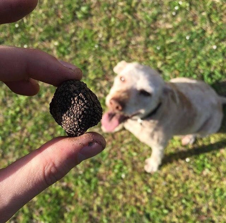 Tuber aestivum Black Truffle FRESH Mushrooms 100 gr 3.52 oz | Etsy