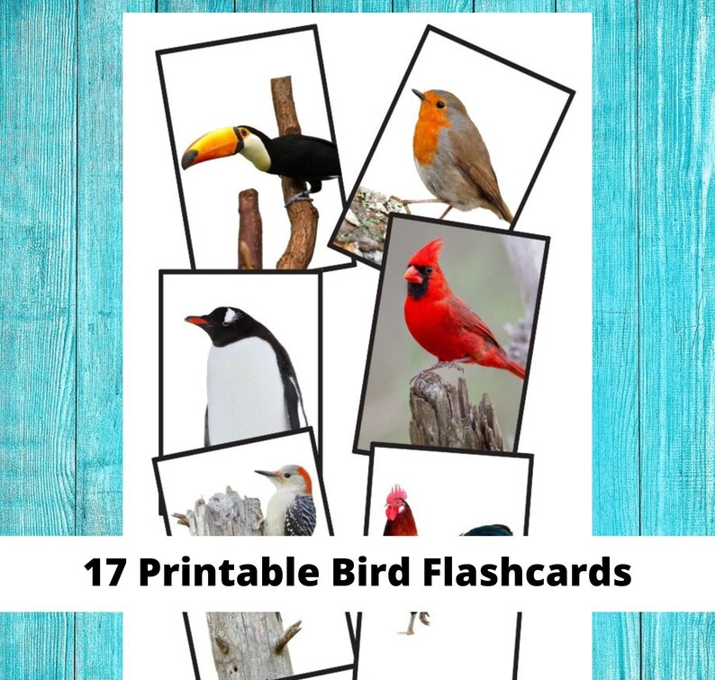 17 Printable Bird Flashcards - Etsy