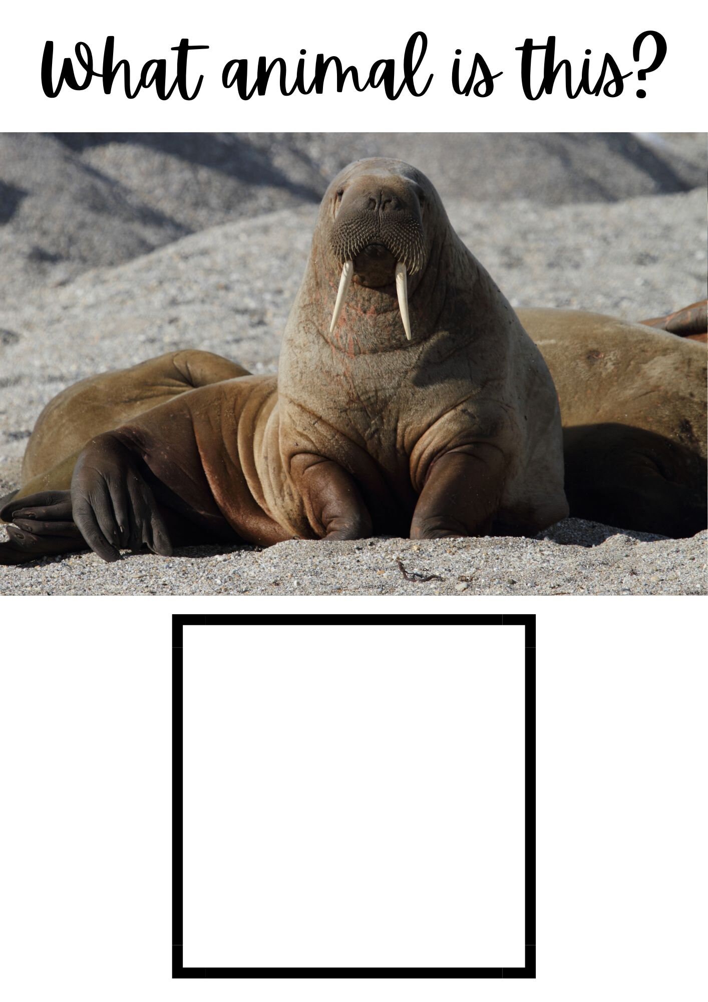 Arctic Animals Adapted Book (printable Activity) - Etsy