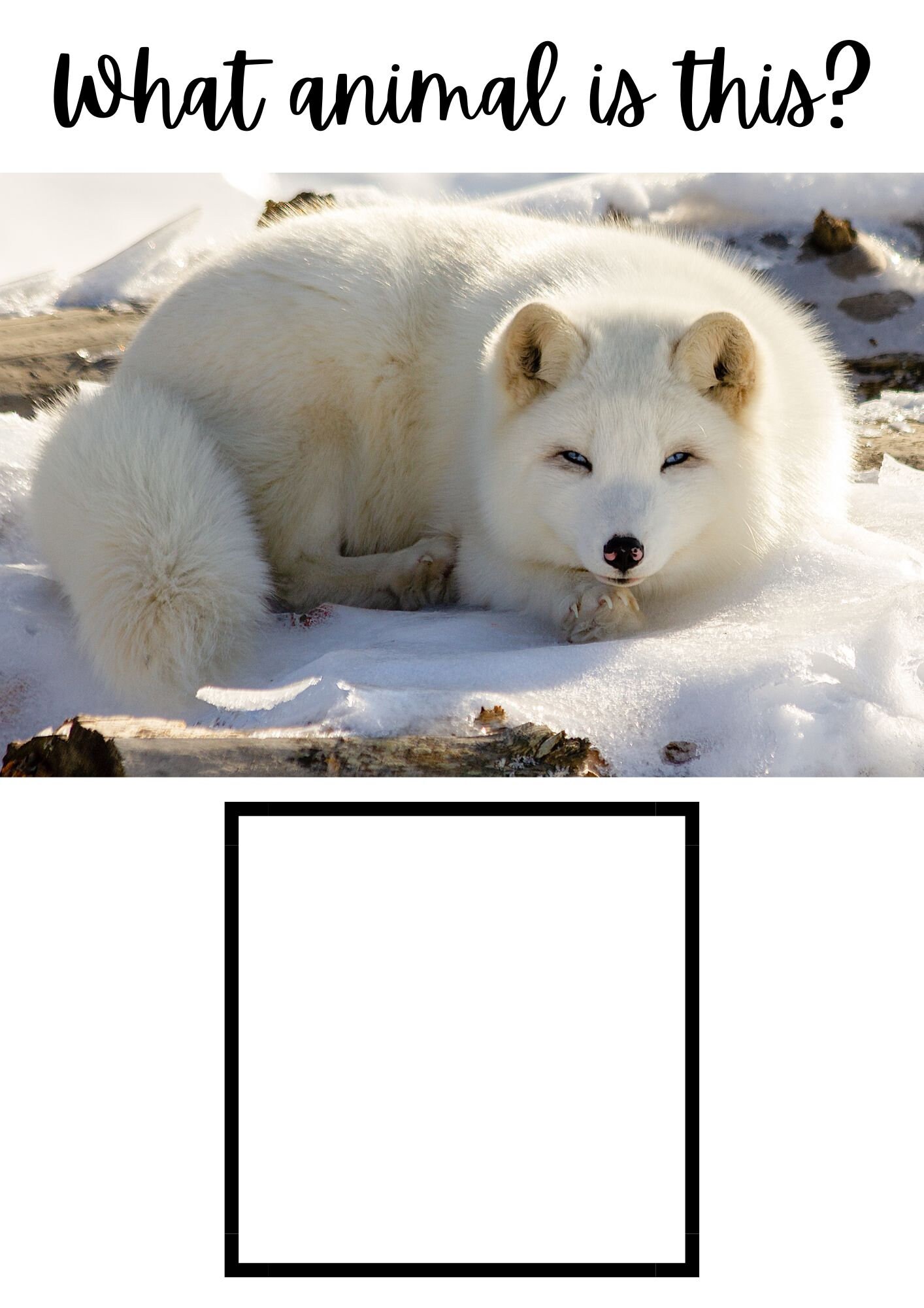 Arctic Animals Adapted Book (printable Activity) - Etsy