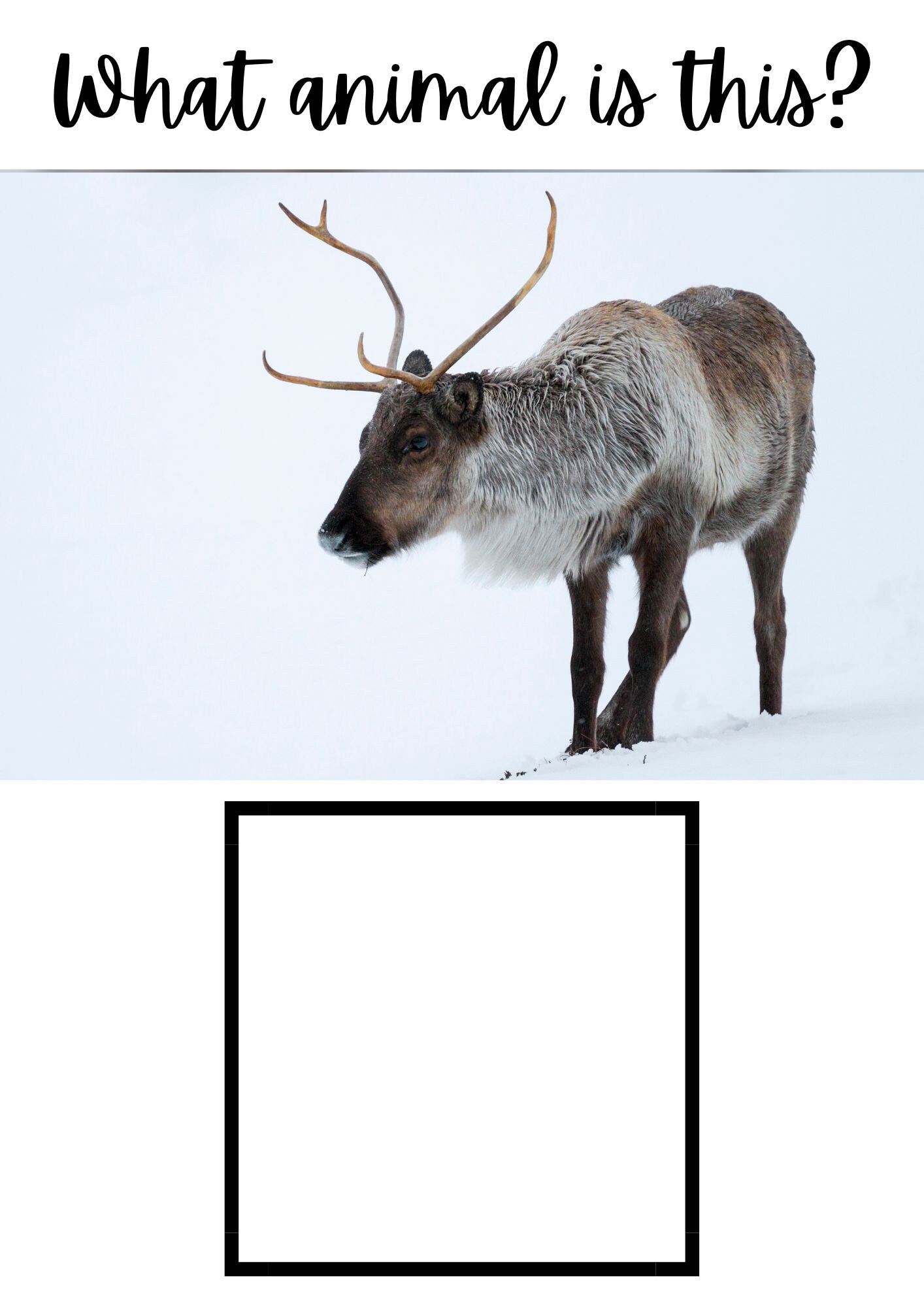 Arctic Animals Adapted Book (printable Activity) - Etsy