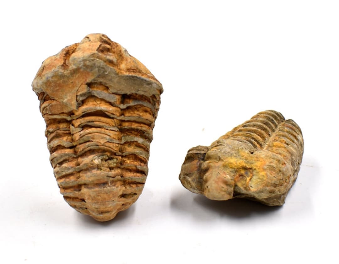 A Specimen of a Devonian Paleontological Creature From the Trilobite ...