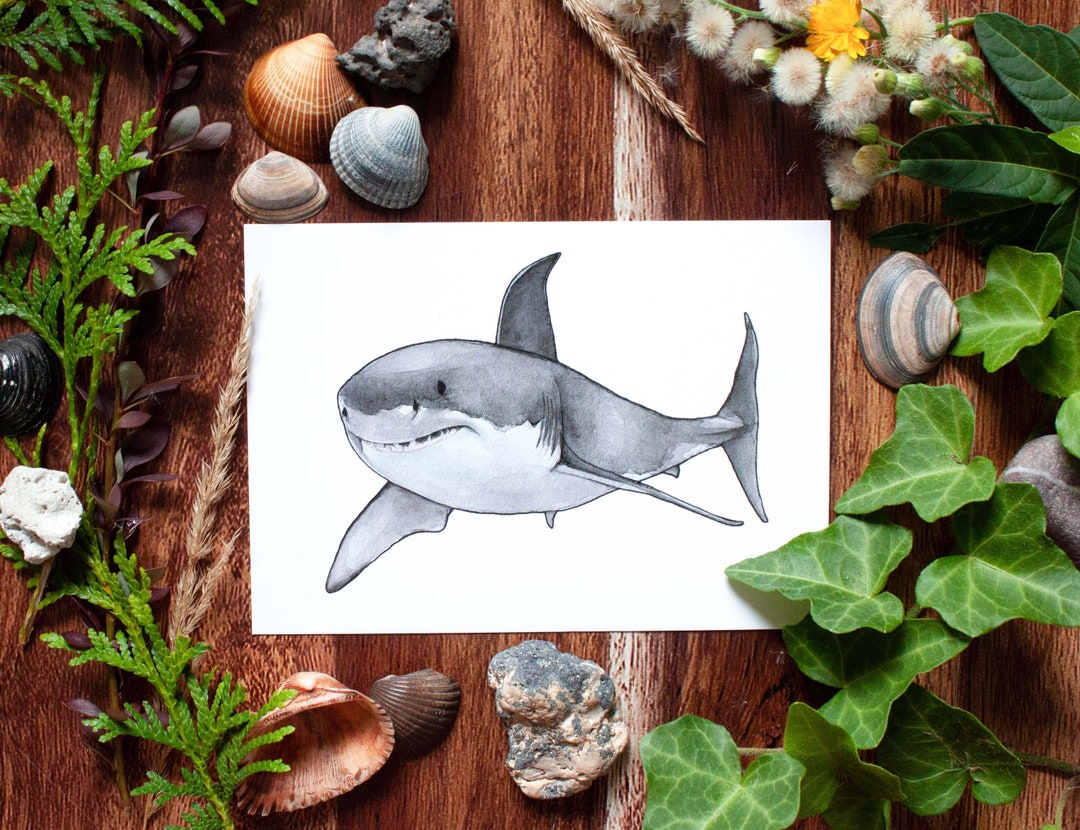 Great White Shark Illustration A6 Postcard Great White Shark Postcard ...