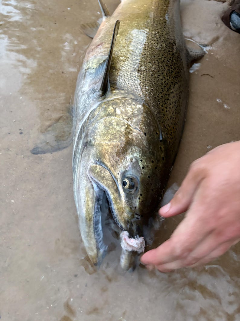 Salmon Steelhead Trout Fishing Pre-tied Leaders 8-30LB Egg Loops 12 ...