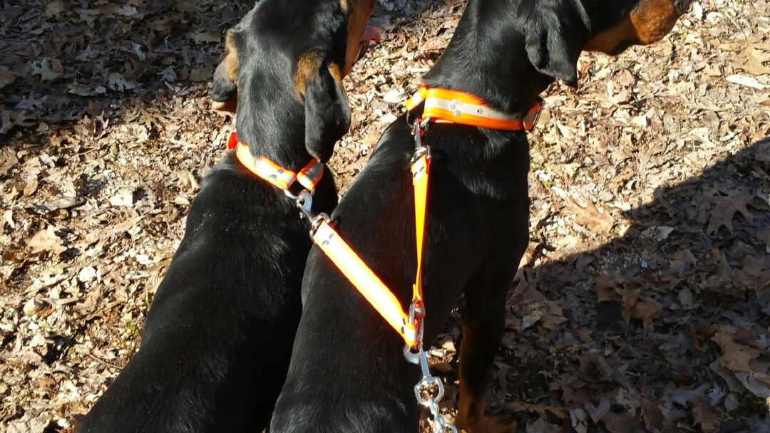 Bio Thane Dog Dog Coupler, Waterproof, Reflective Dog Coupler, - Etsy