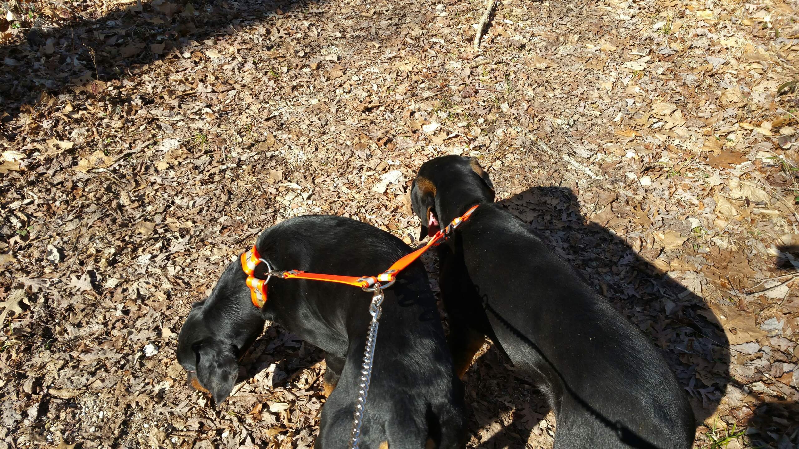 Bio Thane Dog Dog Coupler, Waterproof, Reflective Dog Coupler, - Etsy