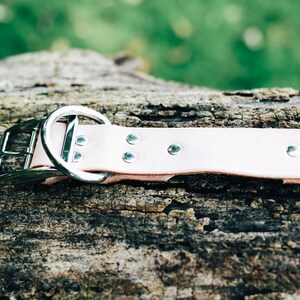 Leather Safety 1.5 Collar for Hunting Dog / Outdoor Dog, Hunting Dog ...