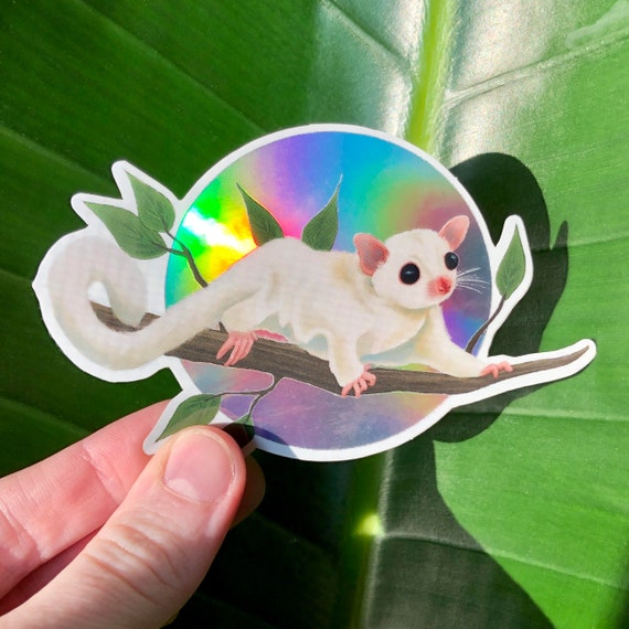 Leucistic Sugar Glider