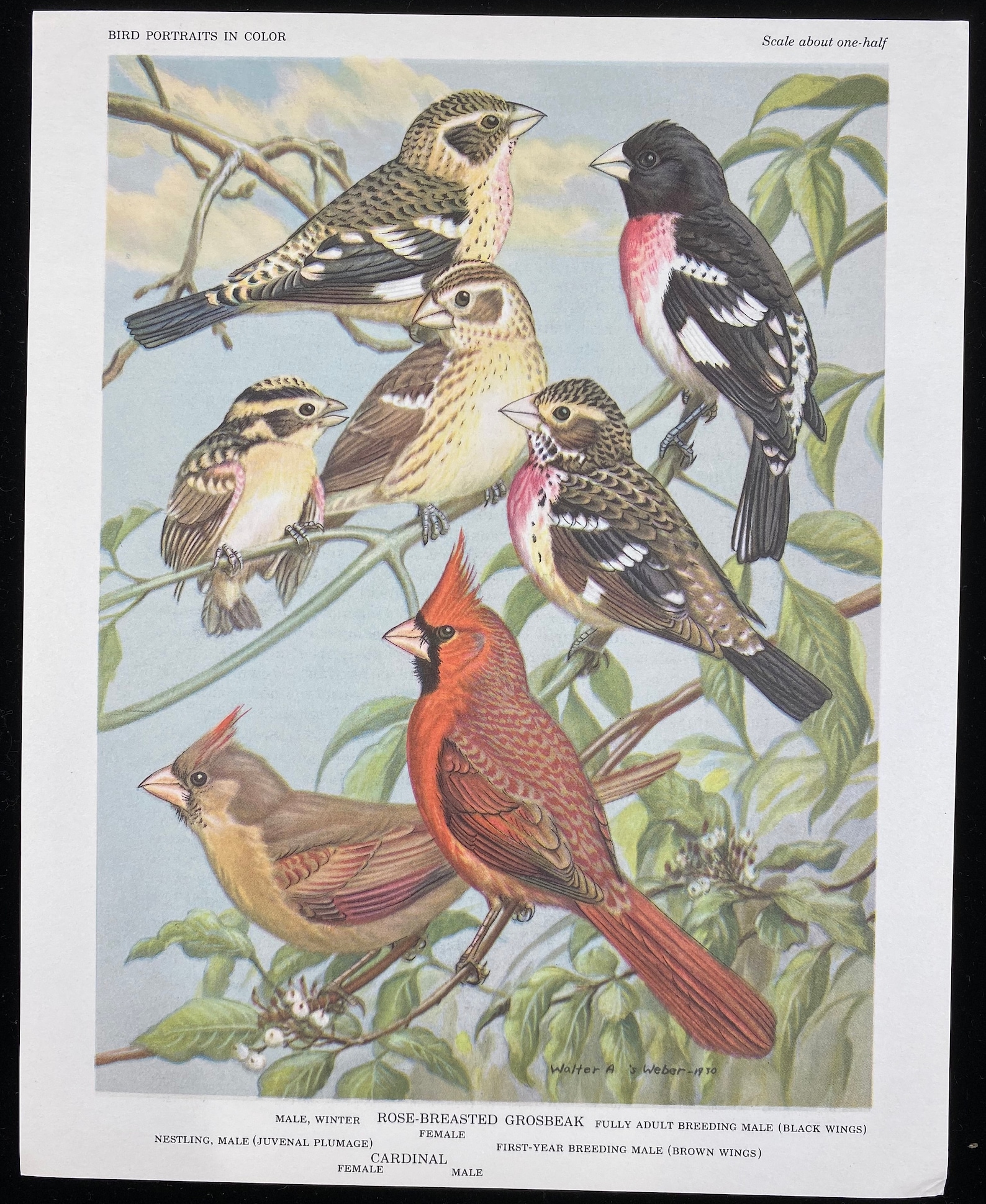 30 "bird Portraits in Color" From 1920s-30s, in Original 1960 Package ...