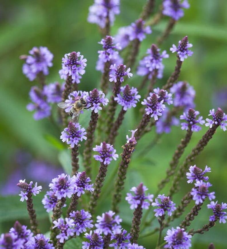 BLUE VERVAIN Verbena Hastata Flower Seeds Swamp Verbena 500 | Etsy