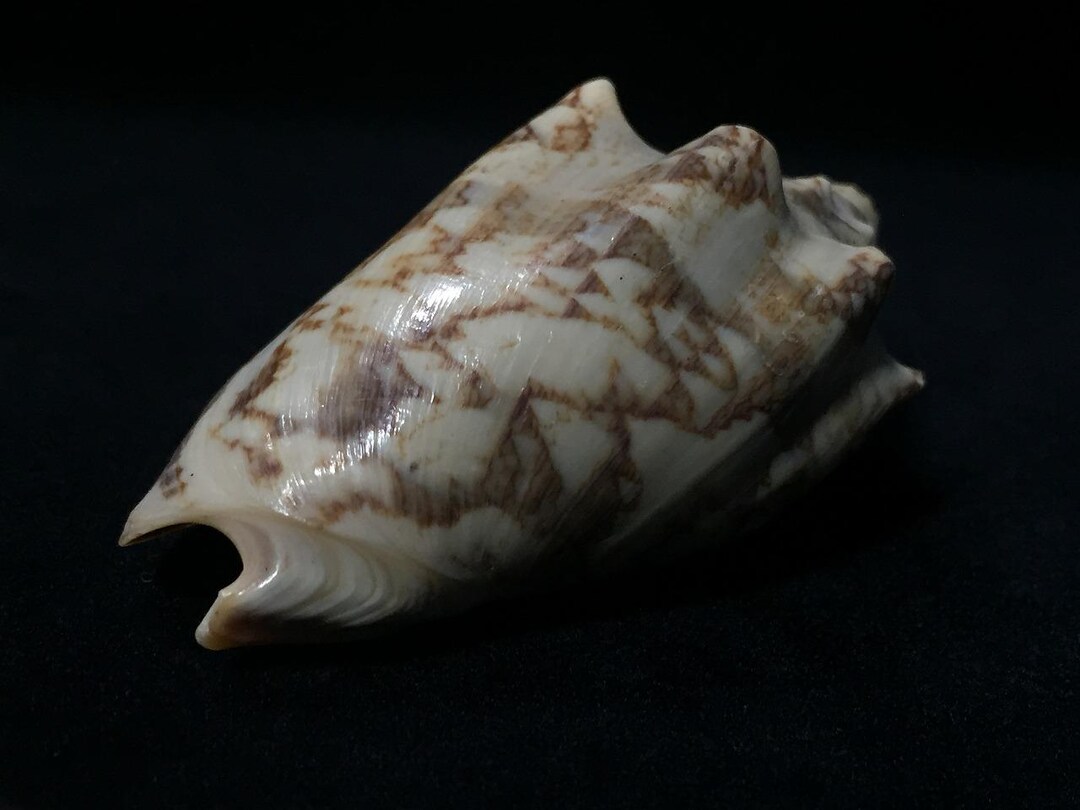 B1188 / Shell OKIMONO / Interior Decoration / Japanese Vintage - Etsy