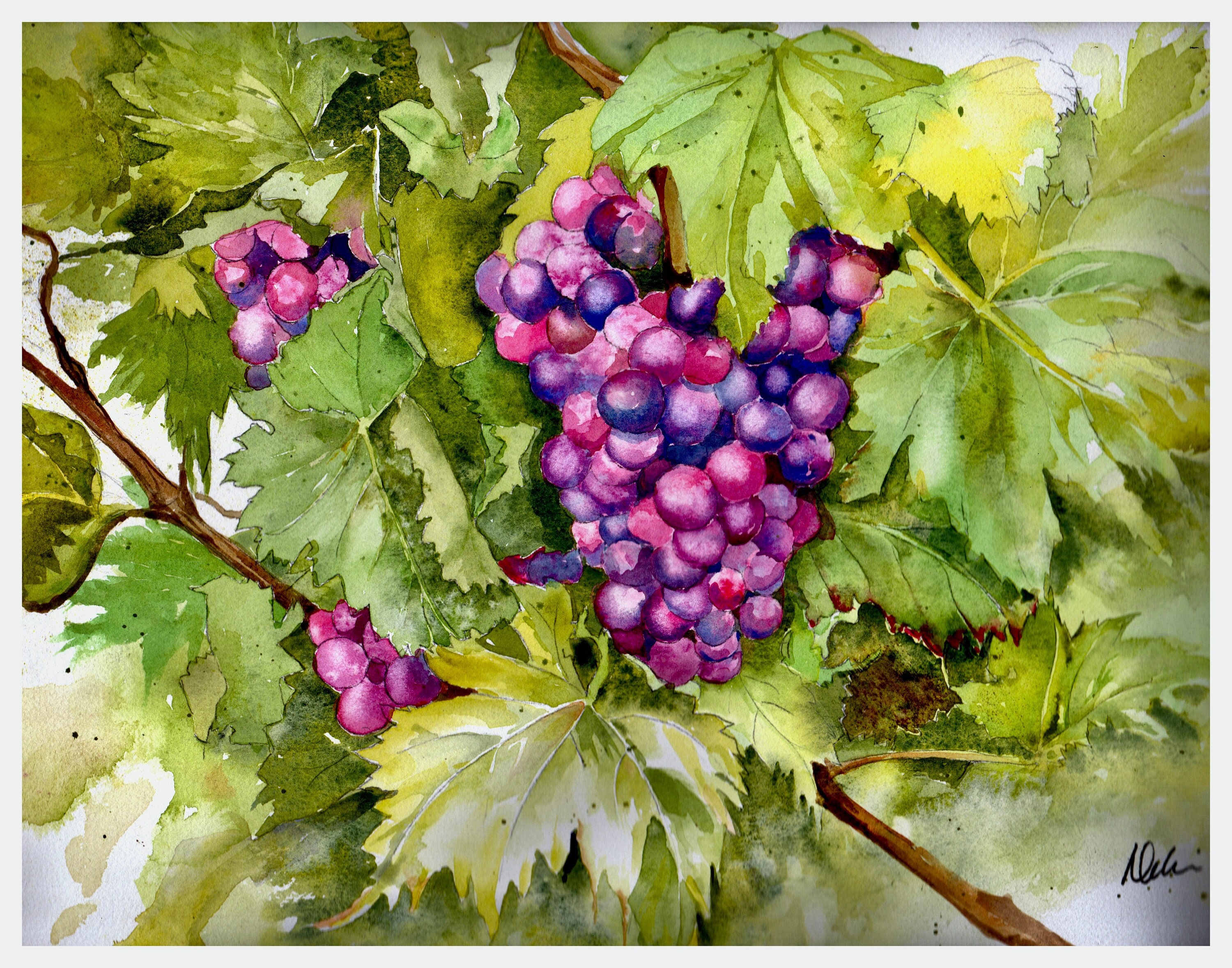Grapes on the Vine/ Wine Country Watercolor/ Purple Grapes Vines ...