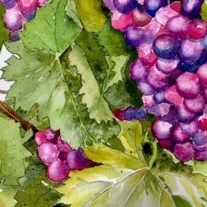 Grapes on the Vine/ Wine Country Watercolor/ Purple Grapes Vines ...